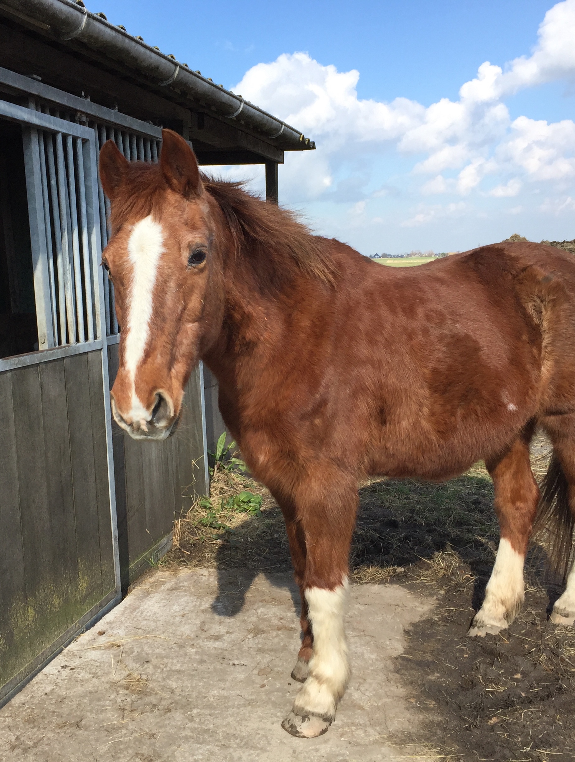 Deborah De Vries - Glamour - Het leukste oude paard van Nederland